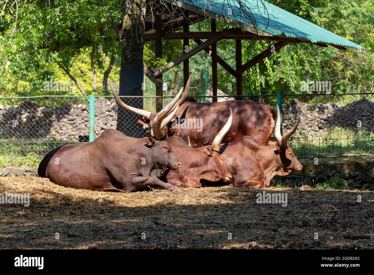 Herd of Ankole-Watusi African Sanga Cows lying in grasslands Stock ...