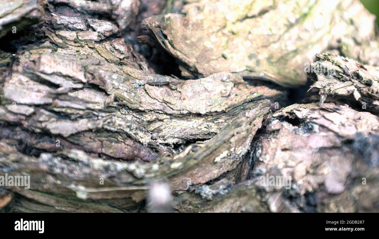 Rustic gnarled tree hi-res stock photography and images - Alamy