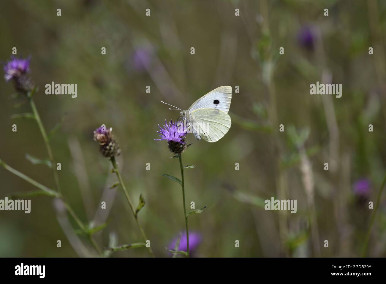 Small White Butterfly (Pieris rapae) in Left-Profile, Wings Open ...