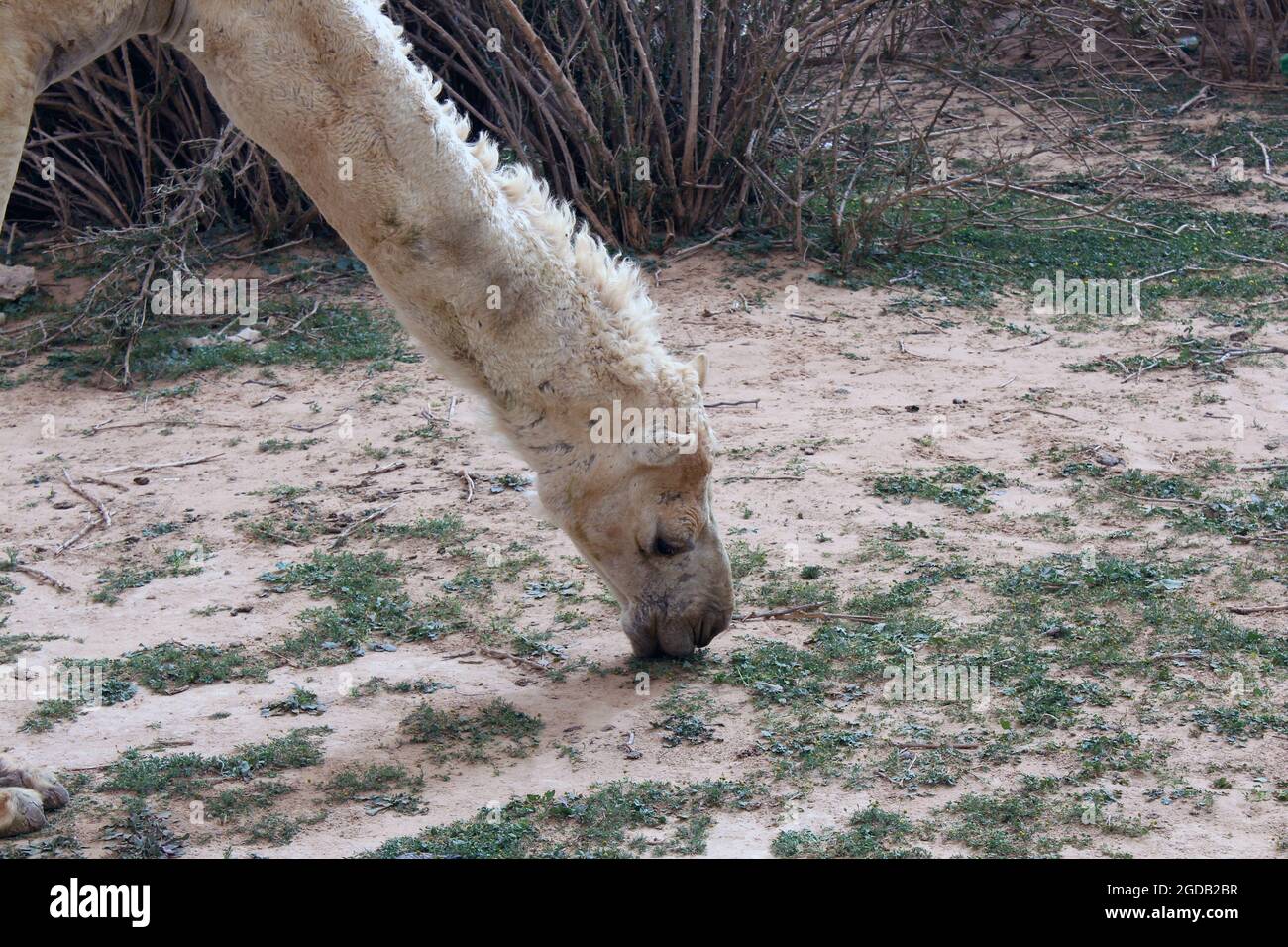 Arabian camel saudi arabia hi-res stock photography and images - Alamy