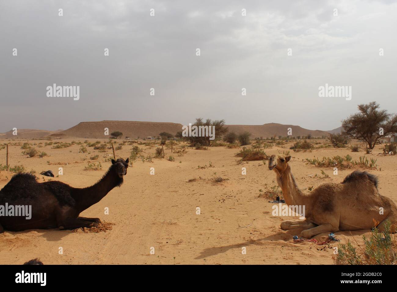 Saudi arabian wildlife hi-res stock photography and images - Alamy