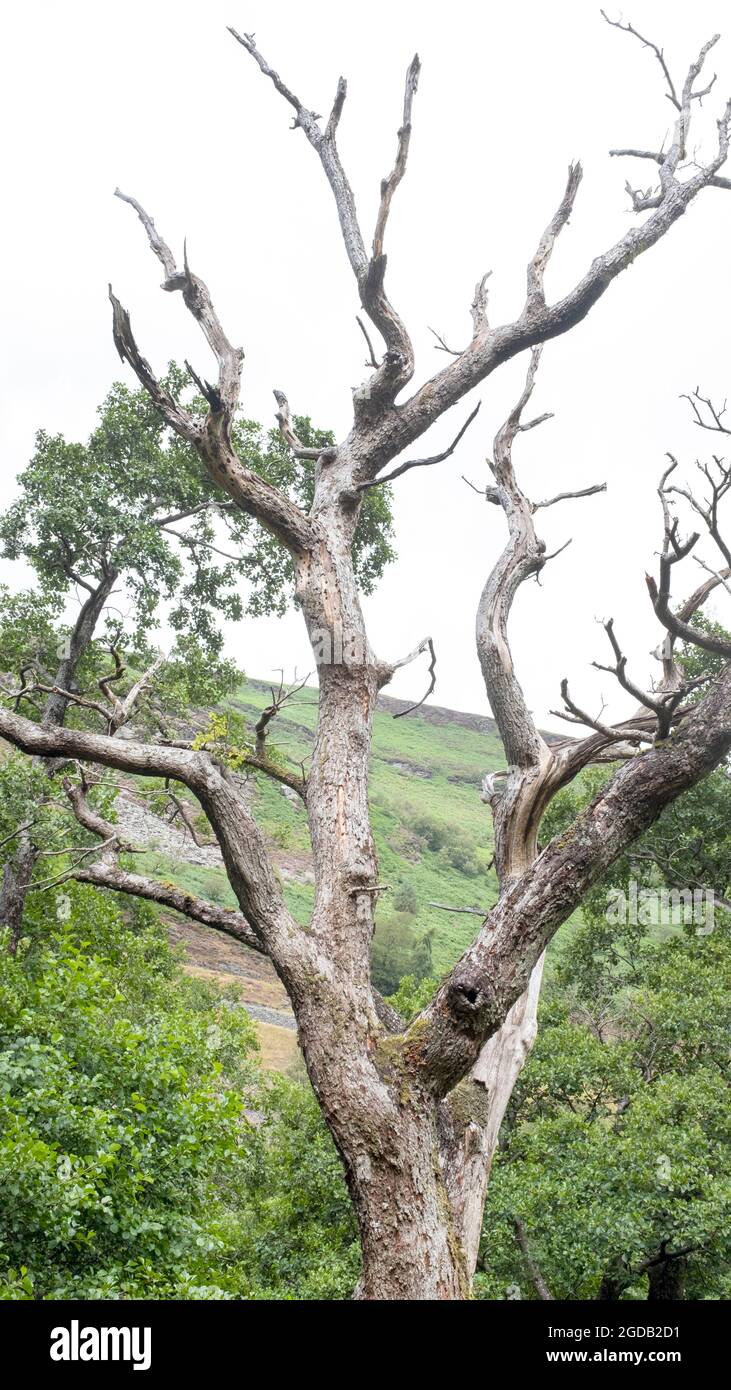 A dead tree with no leaves Stock Photo - Alamy