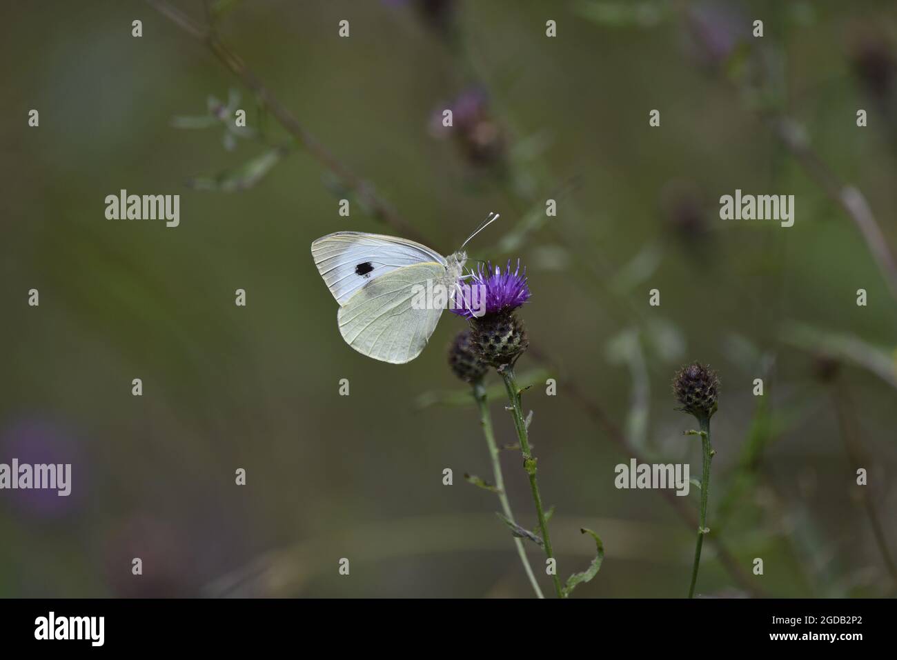 Side profile butterfly hi-res stock photography and images - Alamy