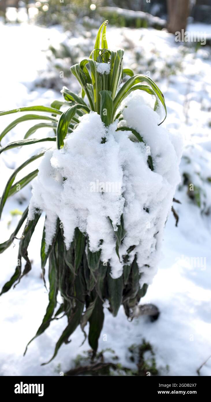 Plants covered in snow Stock Photo - Alamy