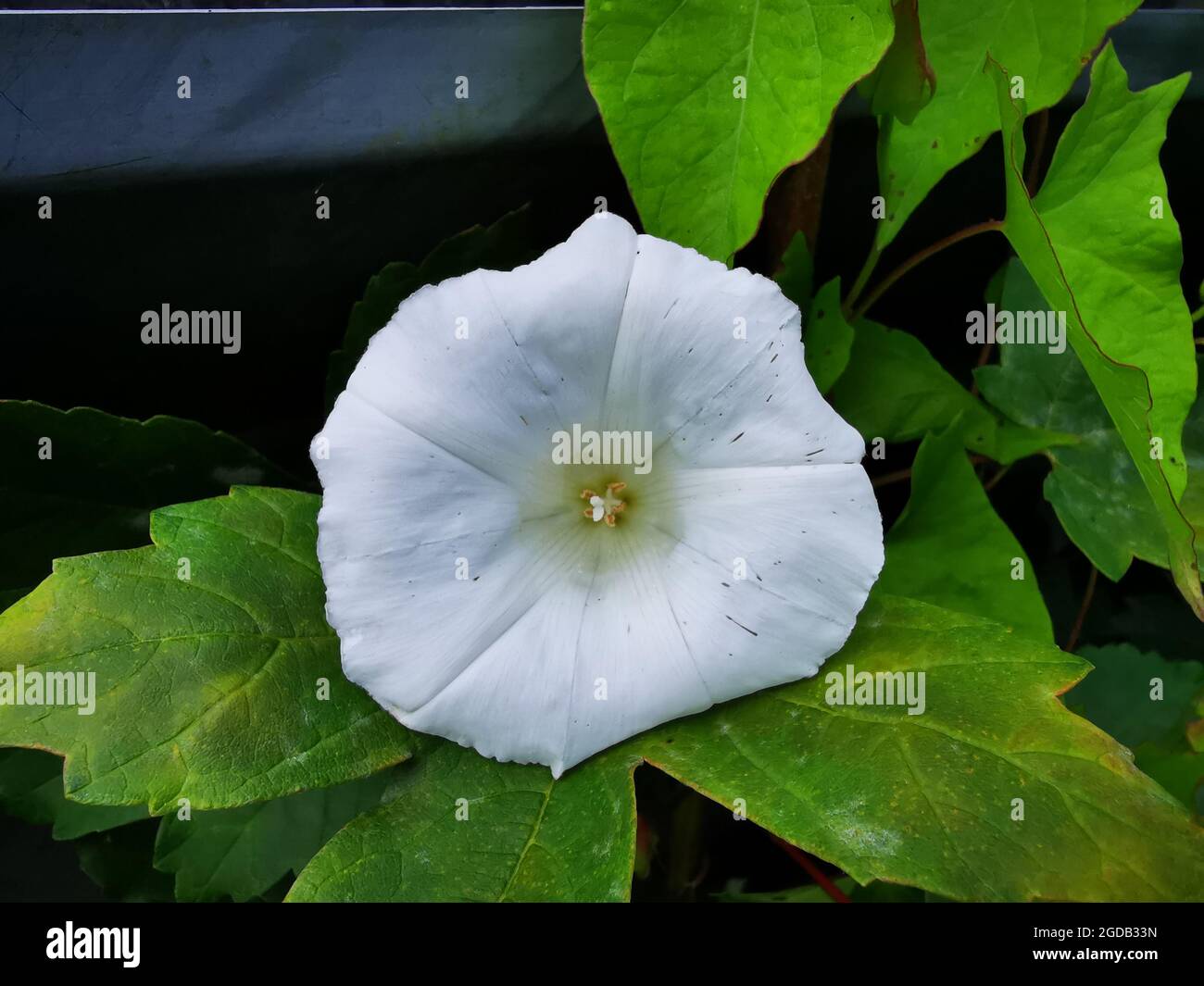 Moonflower moonflower hi-res stock photography and images - Alamy