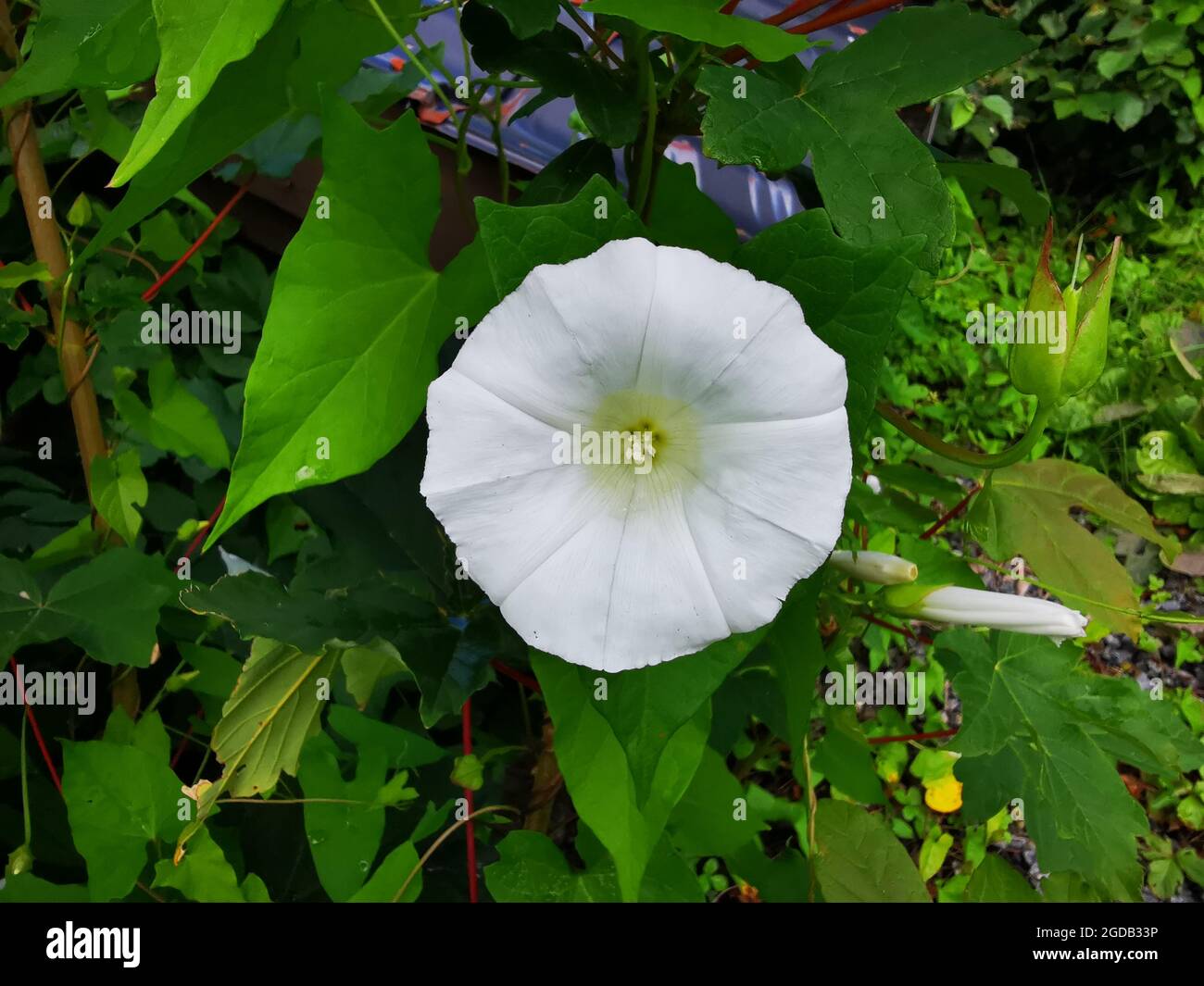 Closeup shot of a white beach moonflower and its leaves Stock Photo - Alamy
