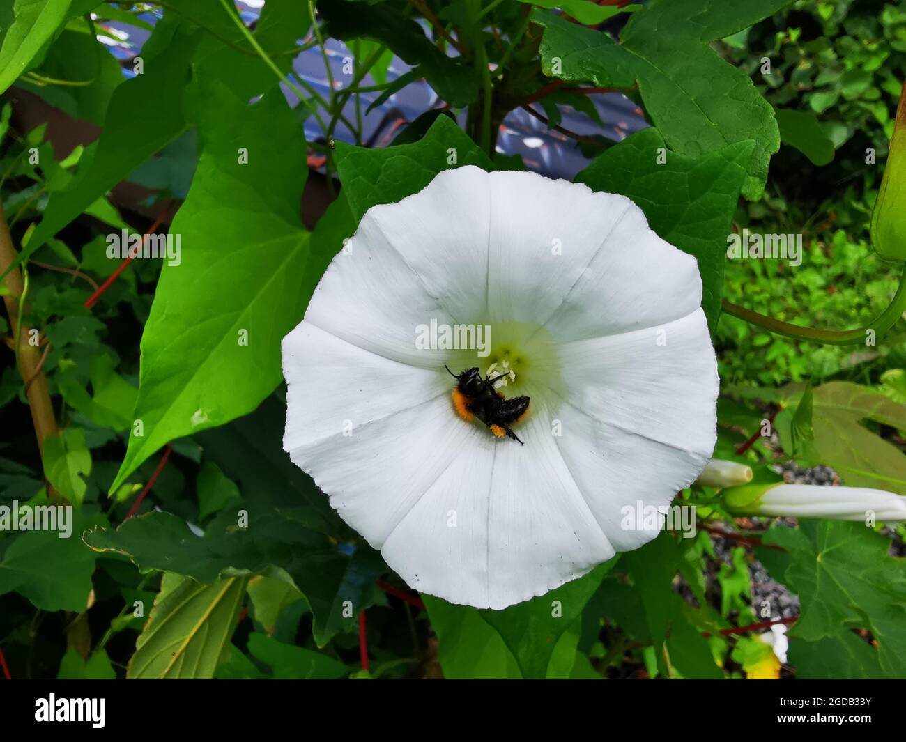 Closeup shot of a white beach moonflower and a black insect sleeping in ...