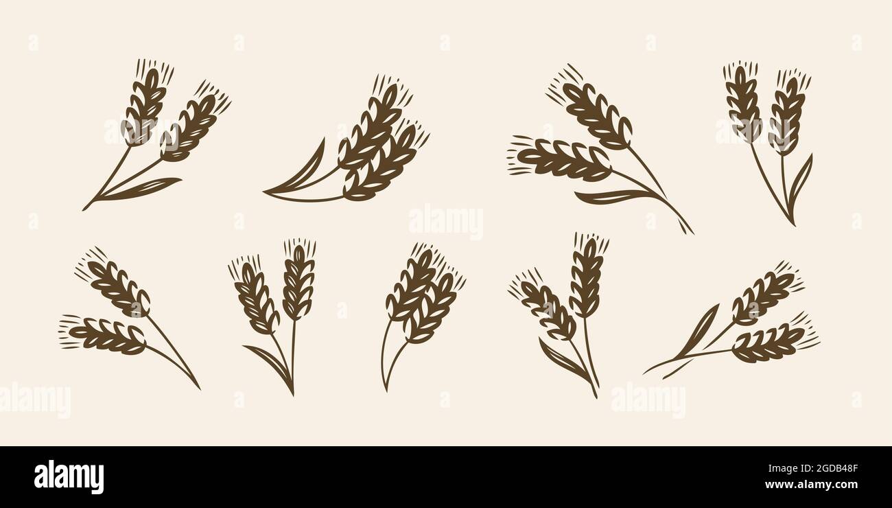 Ears of wheat, barley or rye icon. Bread, bakery symbol. Vector ...