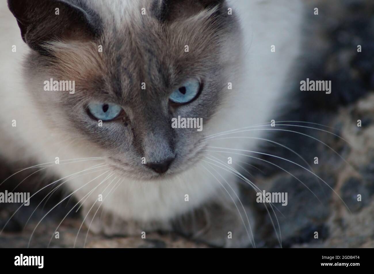 A beautiful cat Stock Photo - Alamy