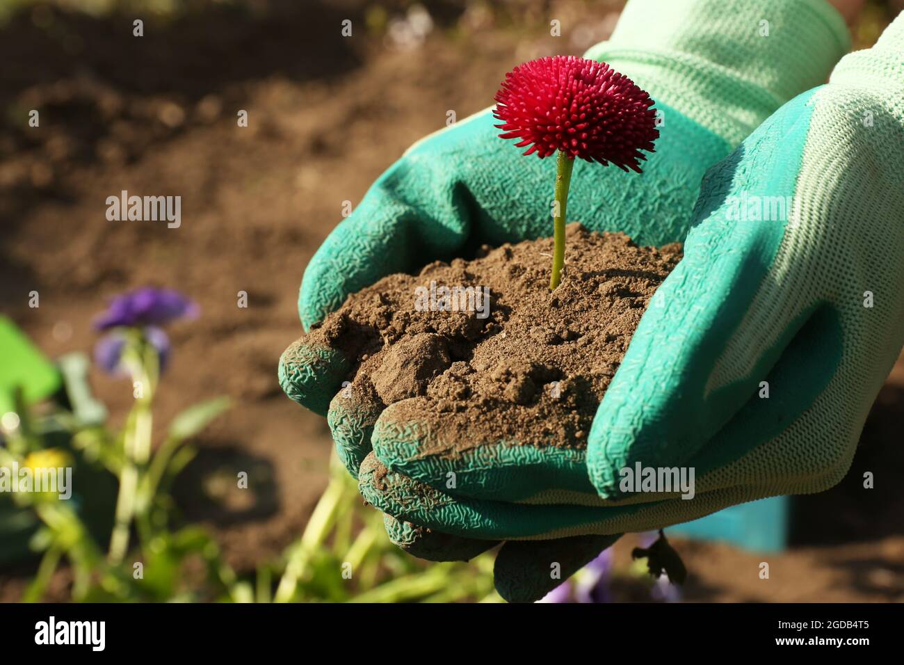 Hands holding beautiful spring flower in hands, outdoors Stock Photo ...