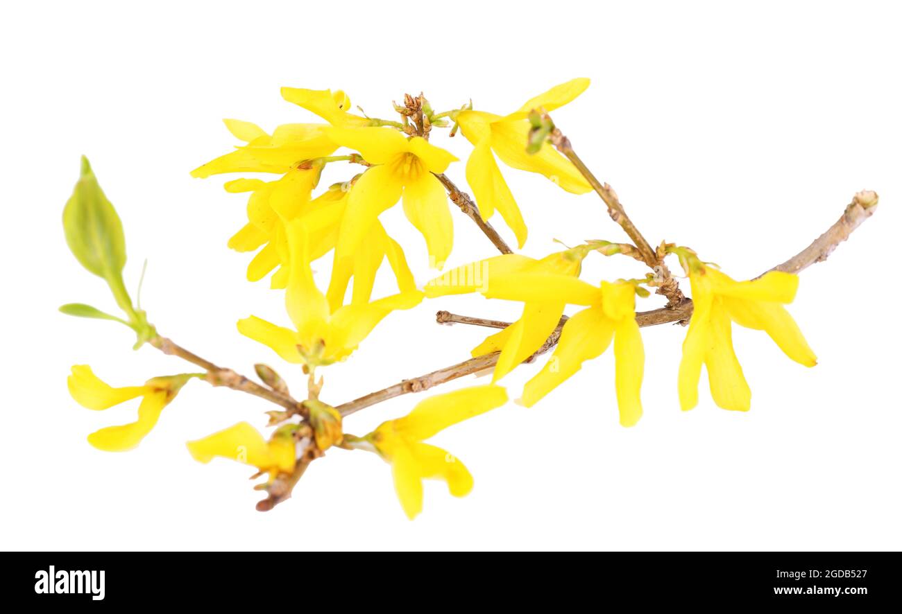 Blooming tree branch with yellow flowers isolated on white Stock Photo - Alamy