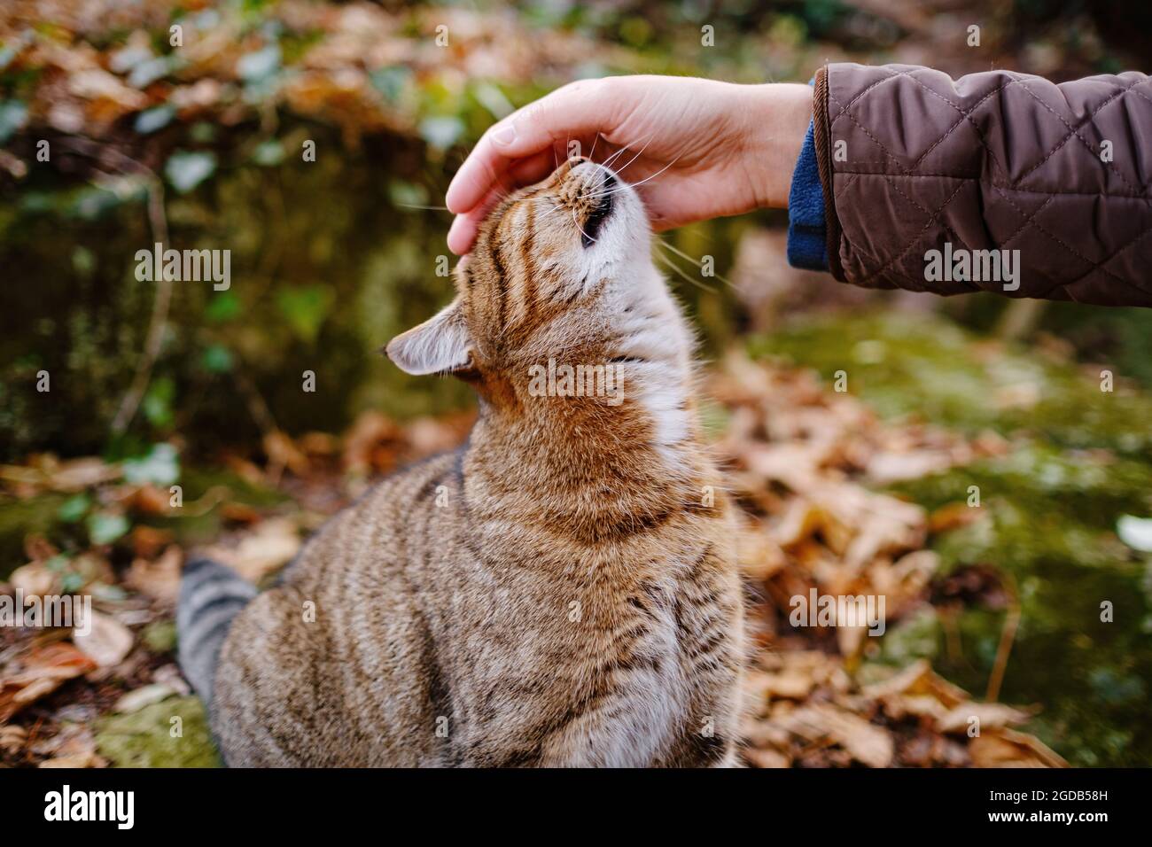 tabby shorthair cat getting stroked by female hand outdoors in the ...