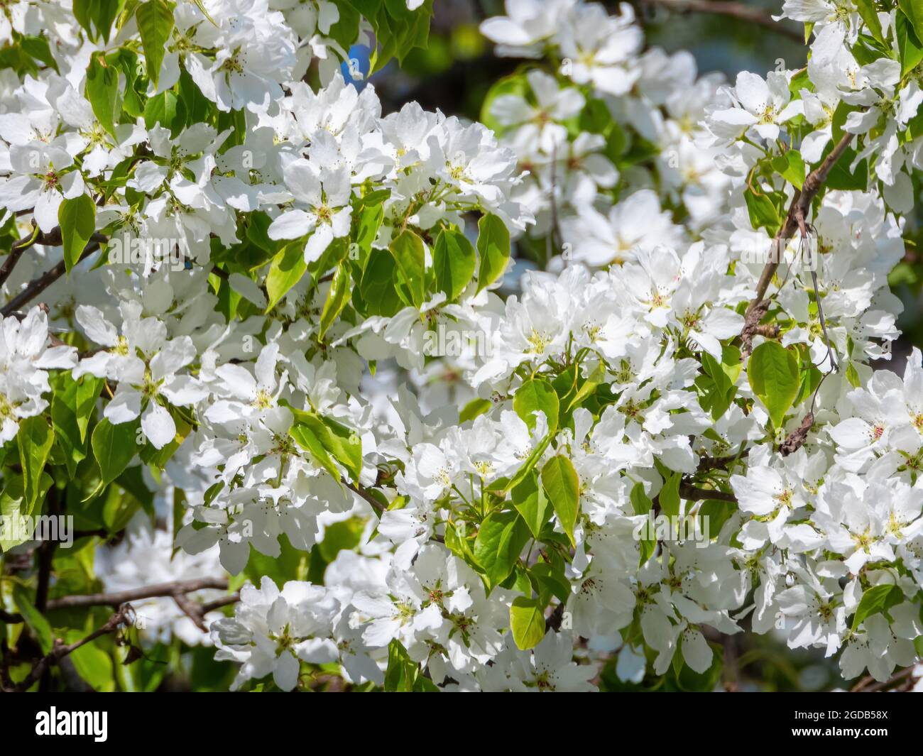 Apple tree with white flowers, close-up view Stock Photo - Alamy
