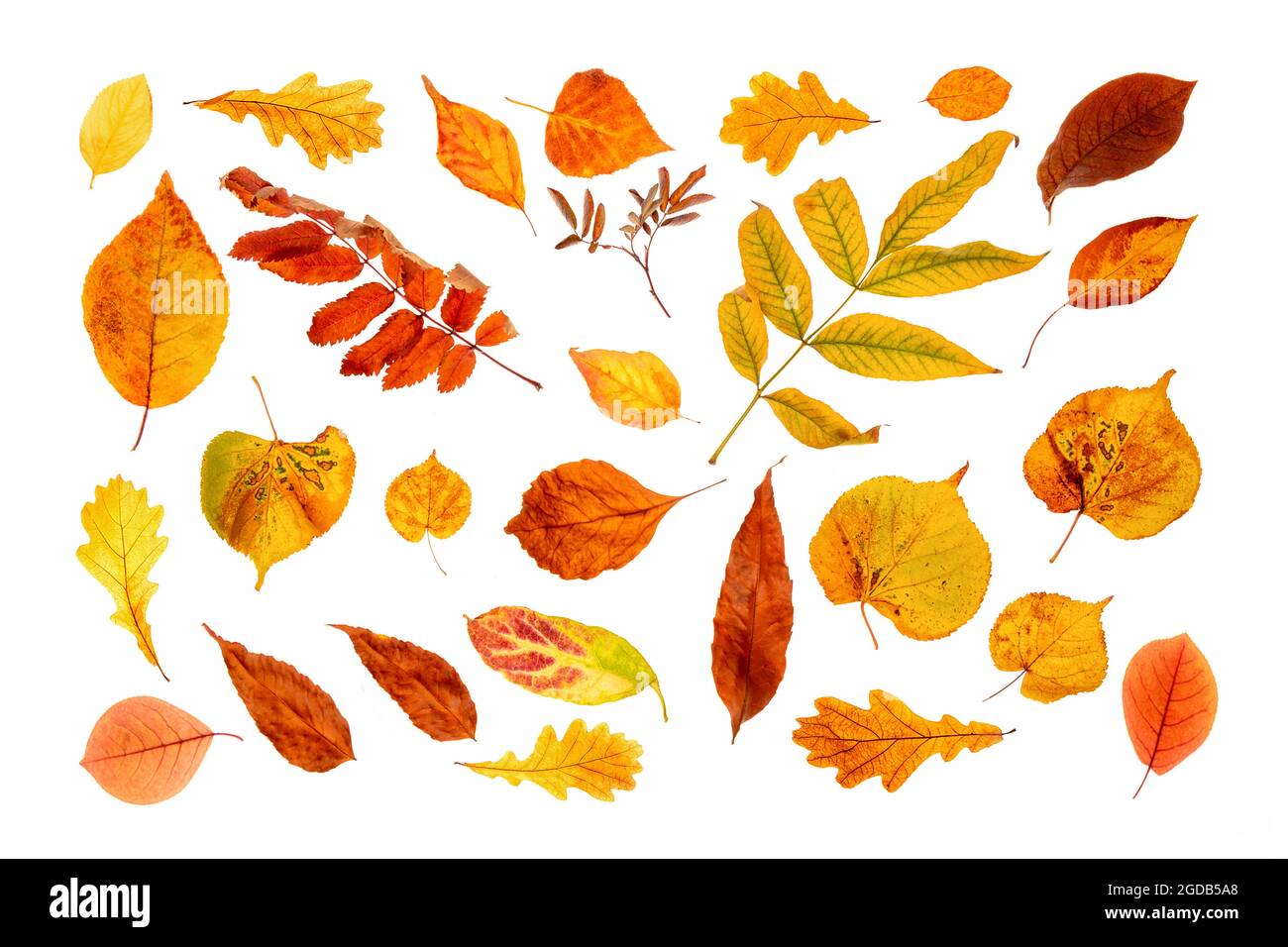 Set of natural autumn leaves isolated on white background. Top view ...
