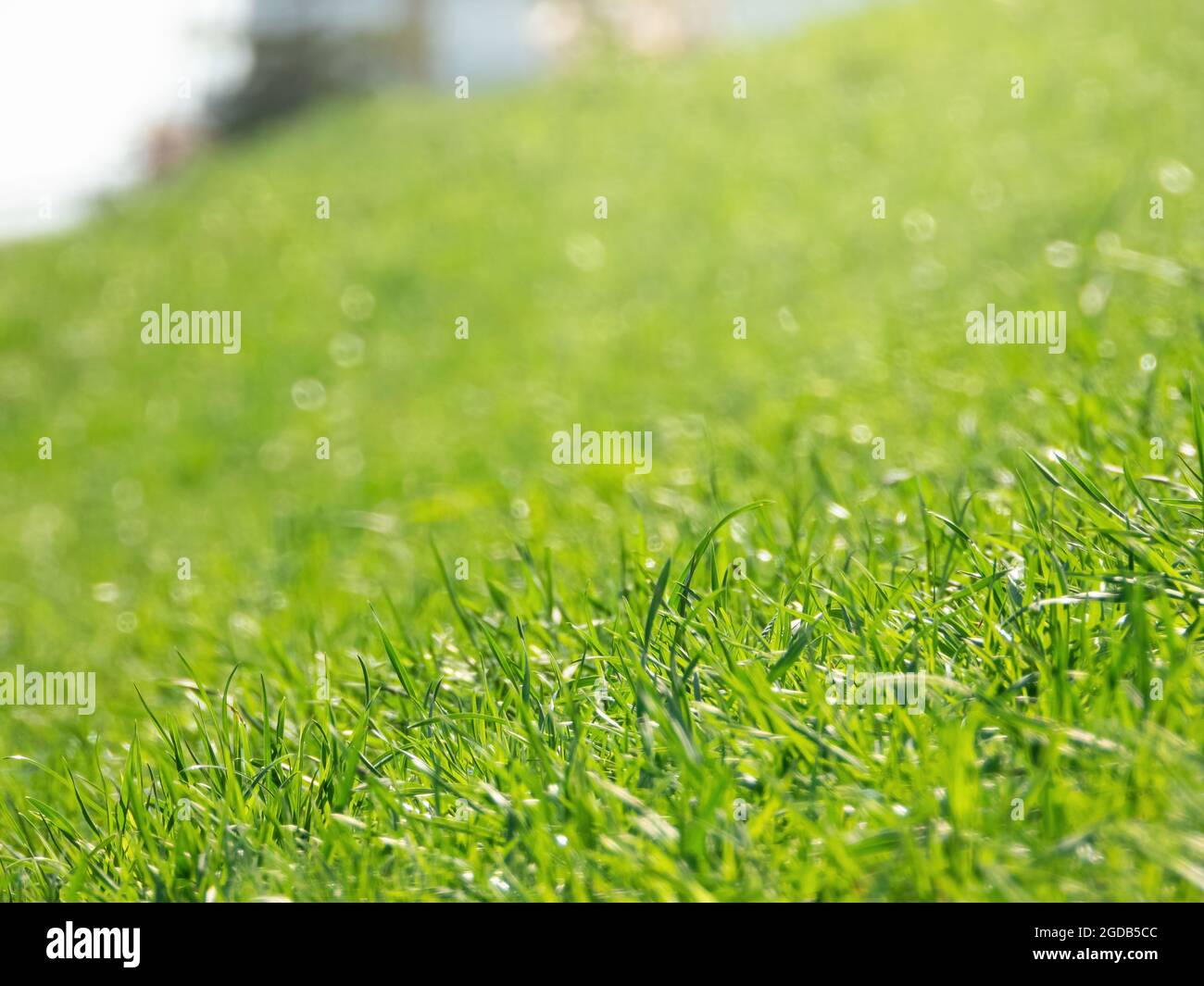 Green grass on the hill under the bright sun. Selective focus Stock ...