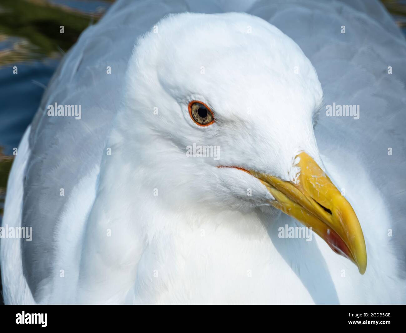 The head of white seagull. Close-up Stock Photo - Alamy