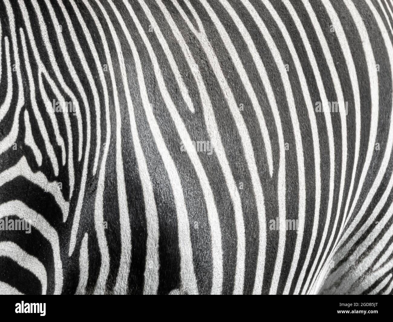 Striped fragment hi-res stock photography and images - Alamy
