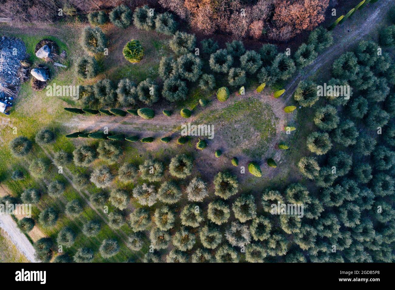 Aerial View of Olive Trees Stock Photo - Alamy
