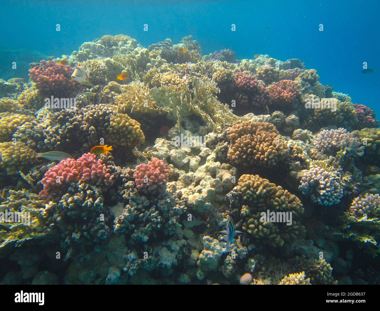 Underwater photography of the Red Sea reefs in South Sinai Stock Photo ...