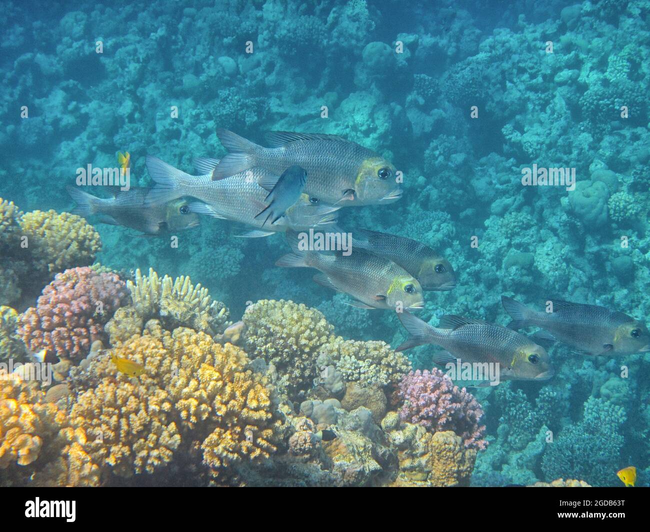 Underwater photography of the Red Sea reefs in South Sinai Stock Photo ...
