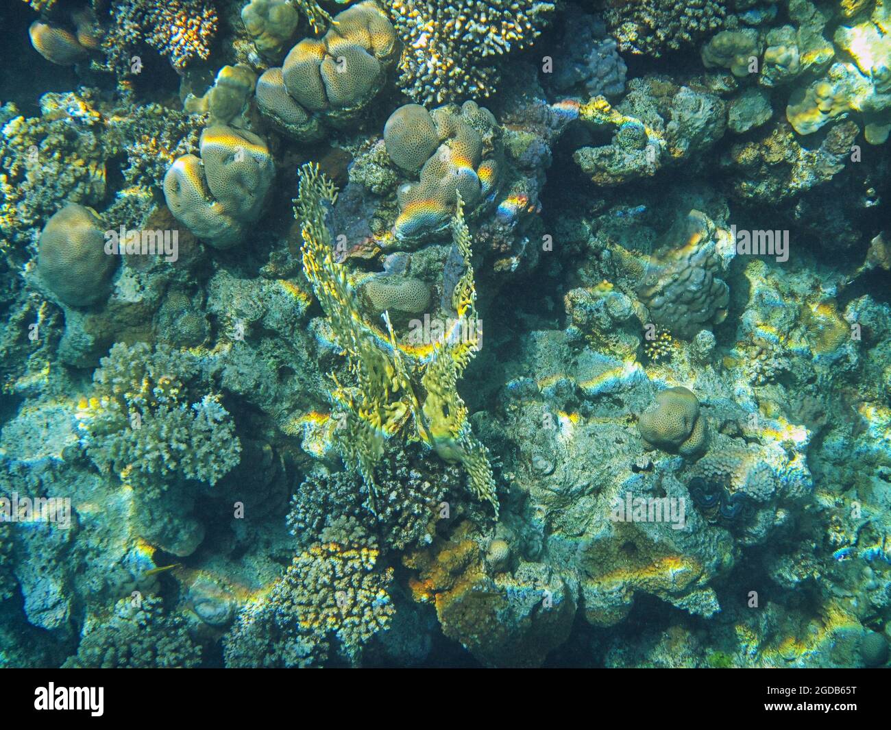 Underwater photography of the Red Sea reefs in South Sinai Stock Photo ...