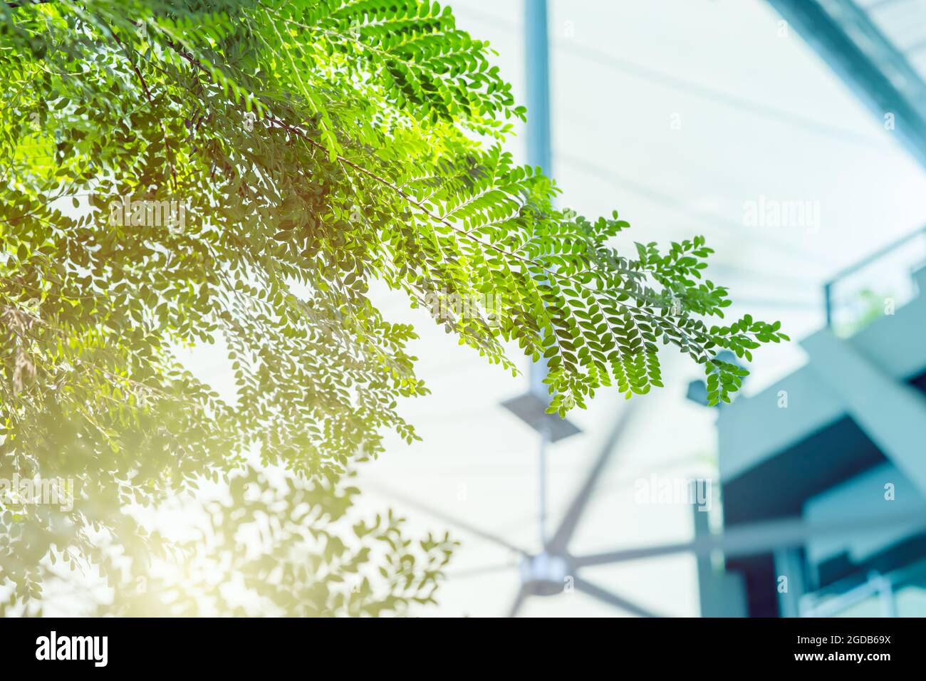 modern building cool from green trees, plant cooling chill and ozone ...