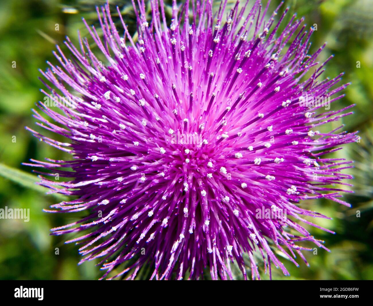 Big thistle purple flowers hi-res stock photography and images - Alamy