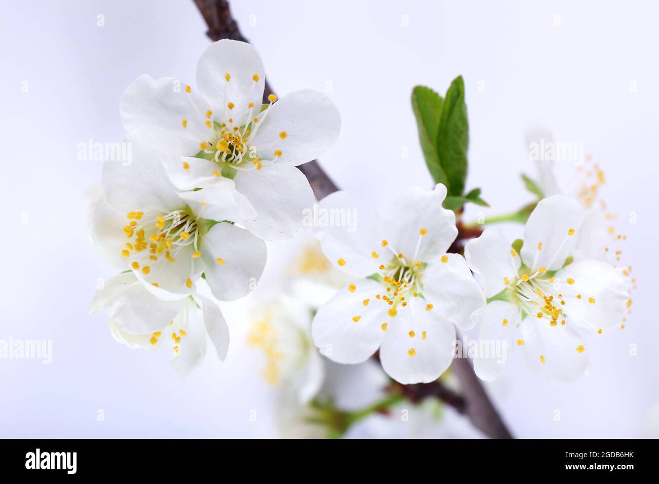 Blooming tree branch with white flowers isolated on white Stock Photo - Alamy