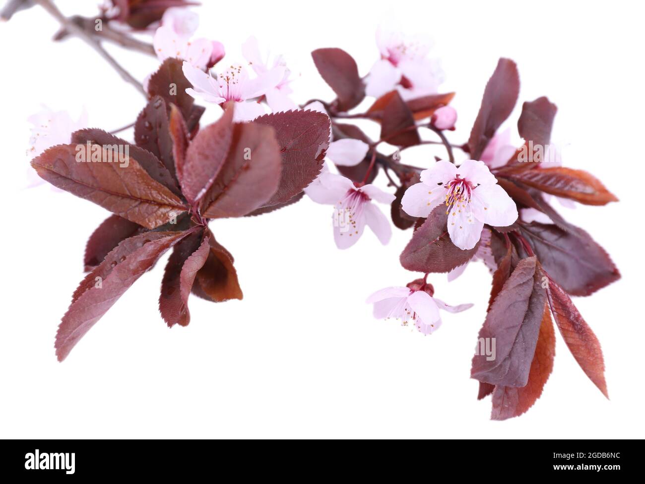 Blooming tree branch with pink flowers isolated on white Stock Photo - Alamy