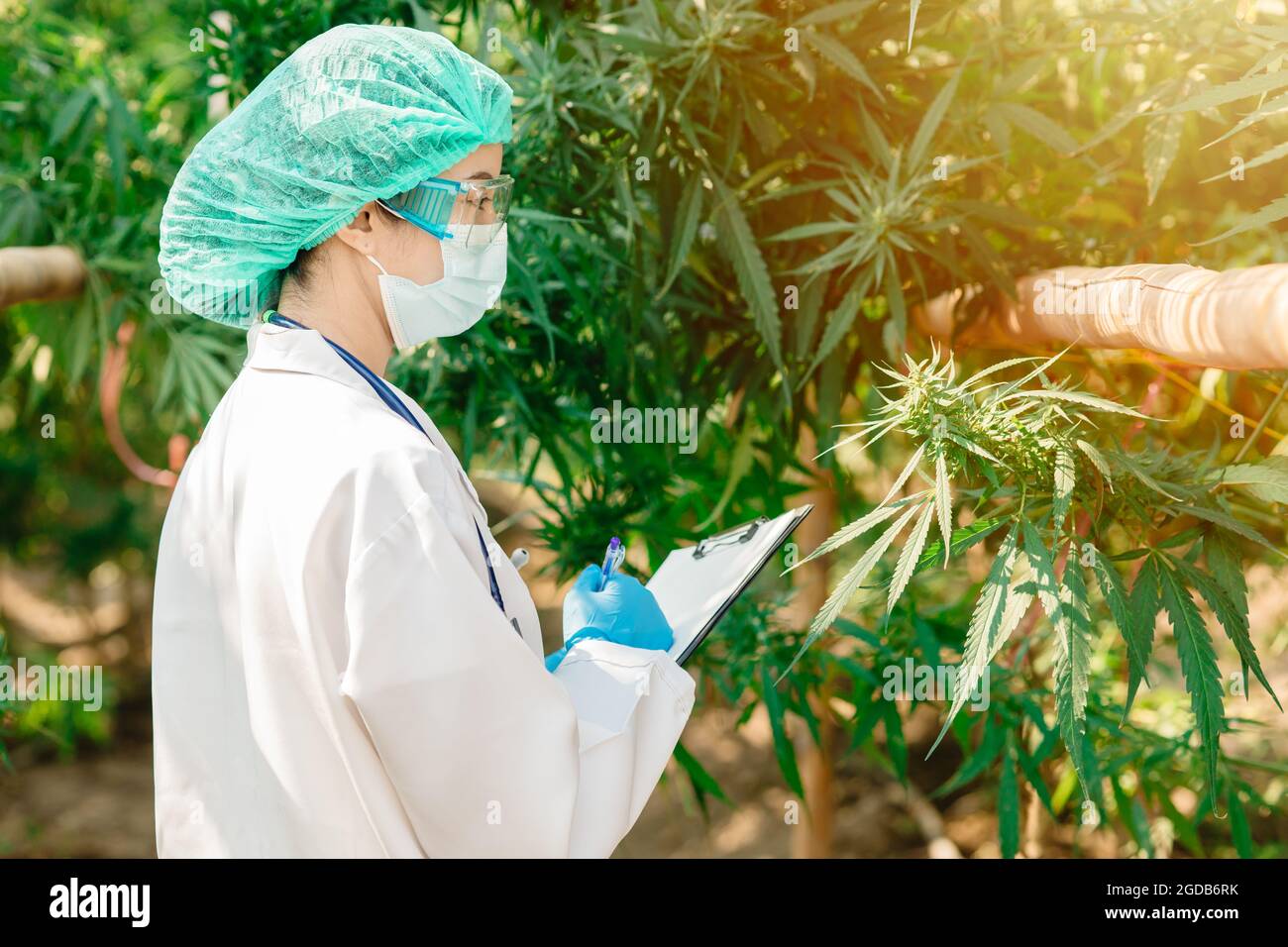 Medicine research species hi-res stock photography and images - Alamy