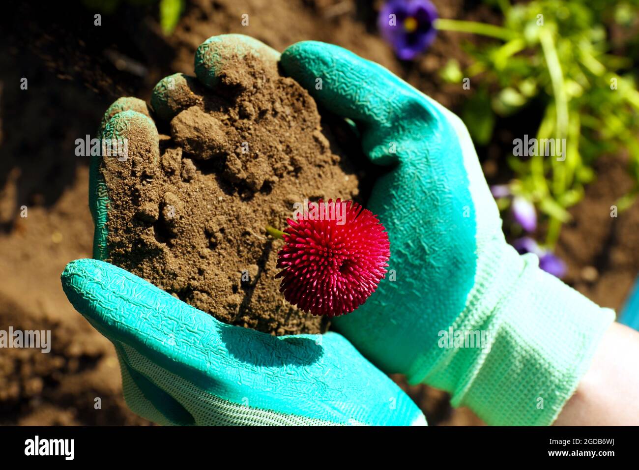 Hands holding beautiful spring flower in hands, outdoors Stock Photo ...