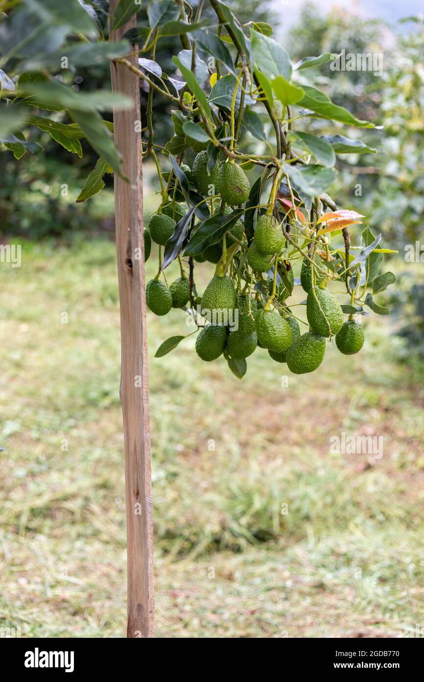 vertical photograph of a branch of an avocado tree with many fruits ...