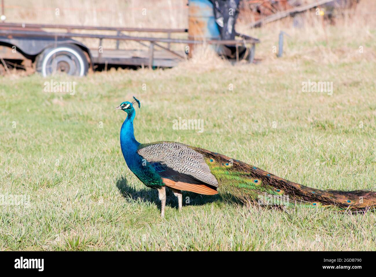 Landscape Portrait of a Peacock on a small rural farm in Pennsylvania ...