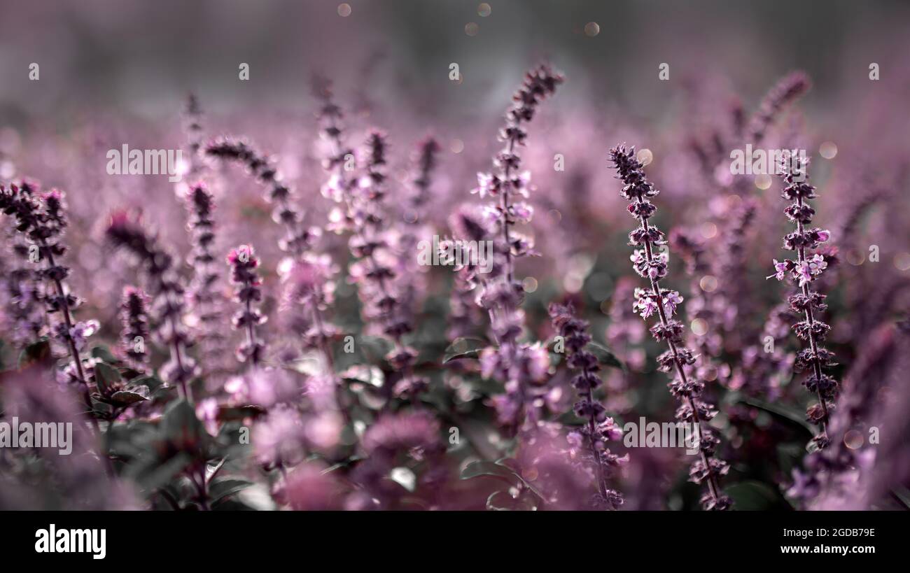 Purple mint hi-res stock photography and images - Alamy