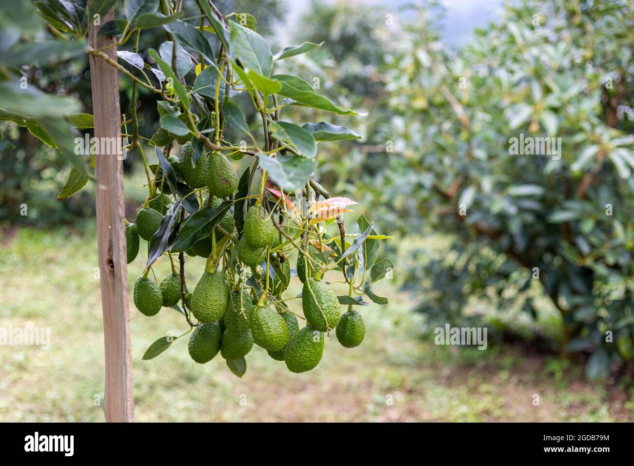 branch of an avocado tree full of hanging fruit Stock Photo - Alamy