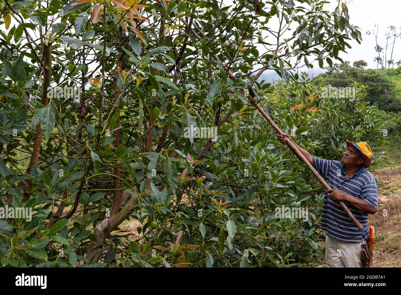 farmer harvesting avocado with a tall scissors Stock Photo - Alamy