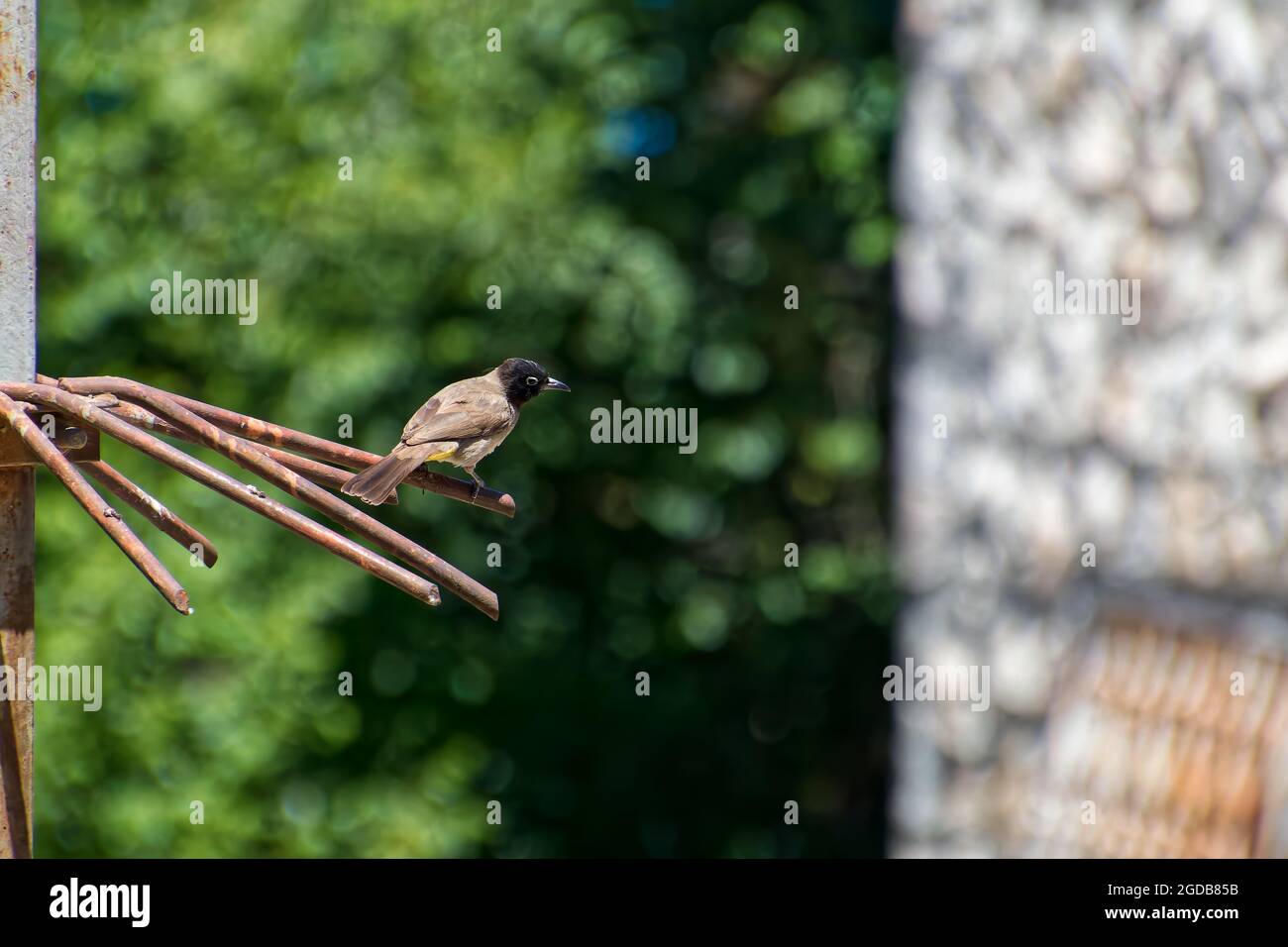 Leaf or bird hi-res stock photography and images - Alamy