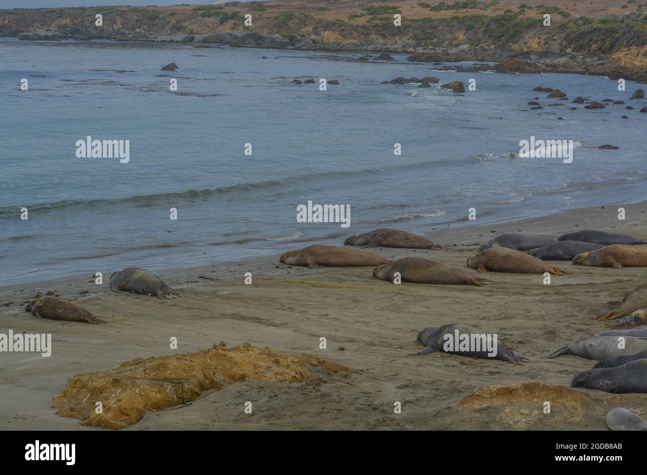 Elephant Seals on a beach of the Pacific Ocean in California Stock ...