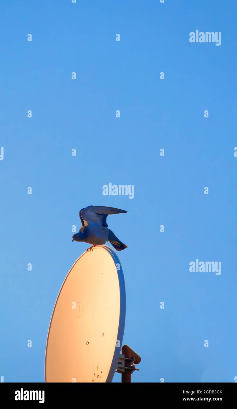 Electric Blue Bird Stock Photo - Alamy