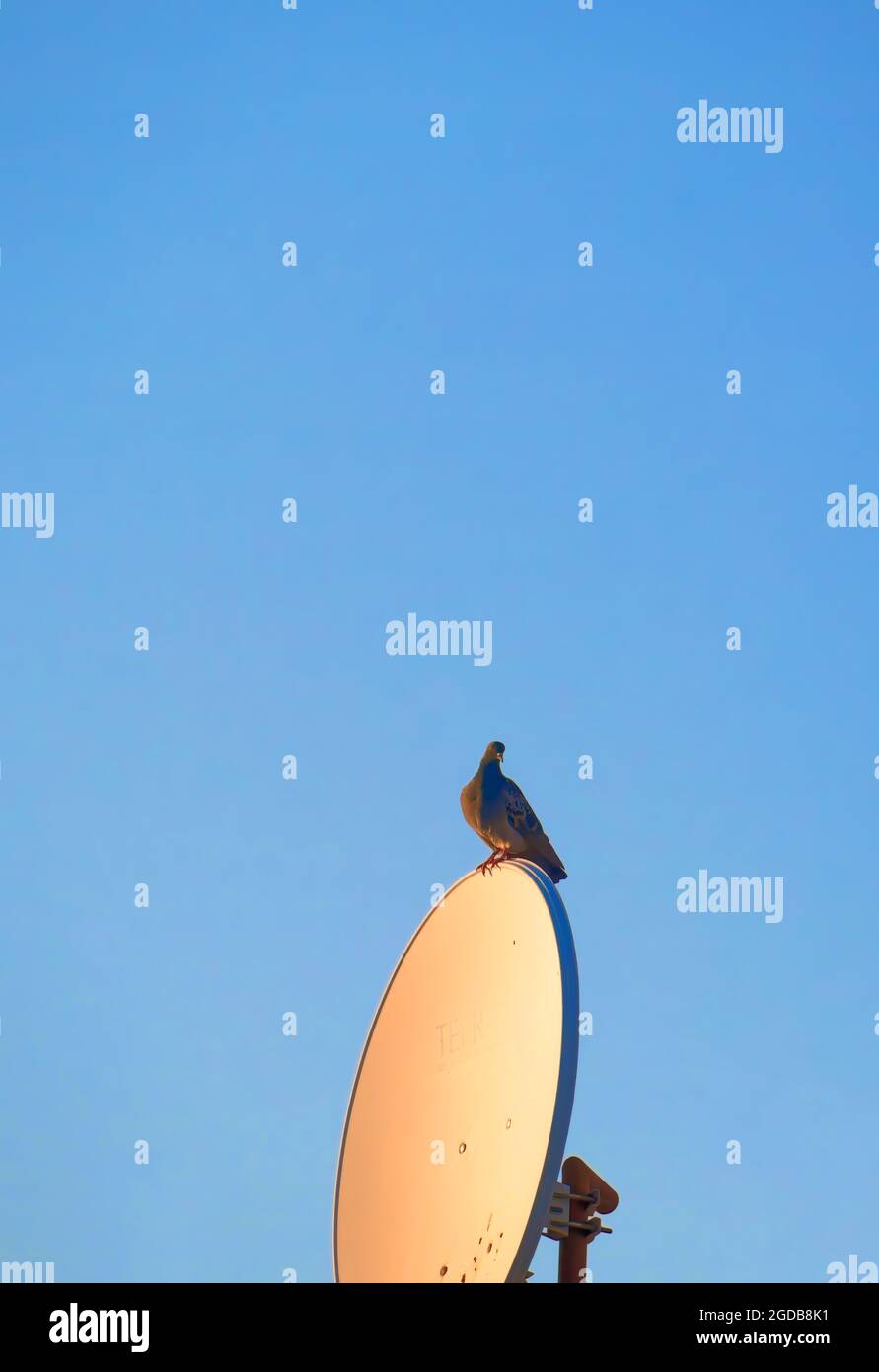 Electric Blue Bird Stock Photo - Alamy