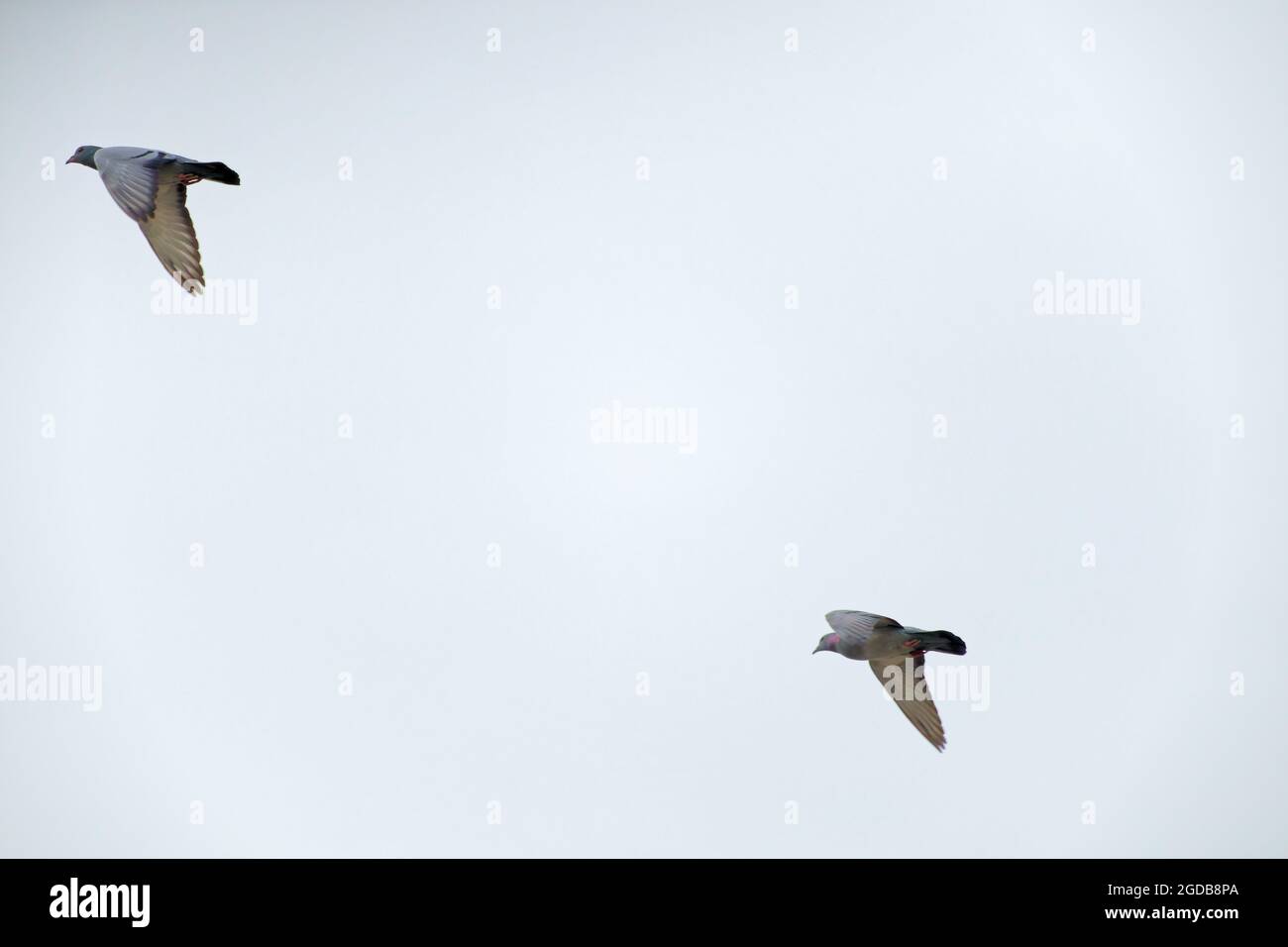 Flying birds over flower hi-res stock photography and images - Alamy