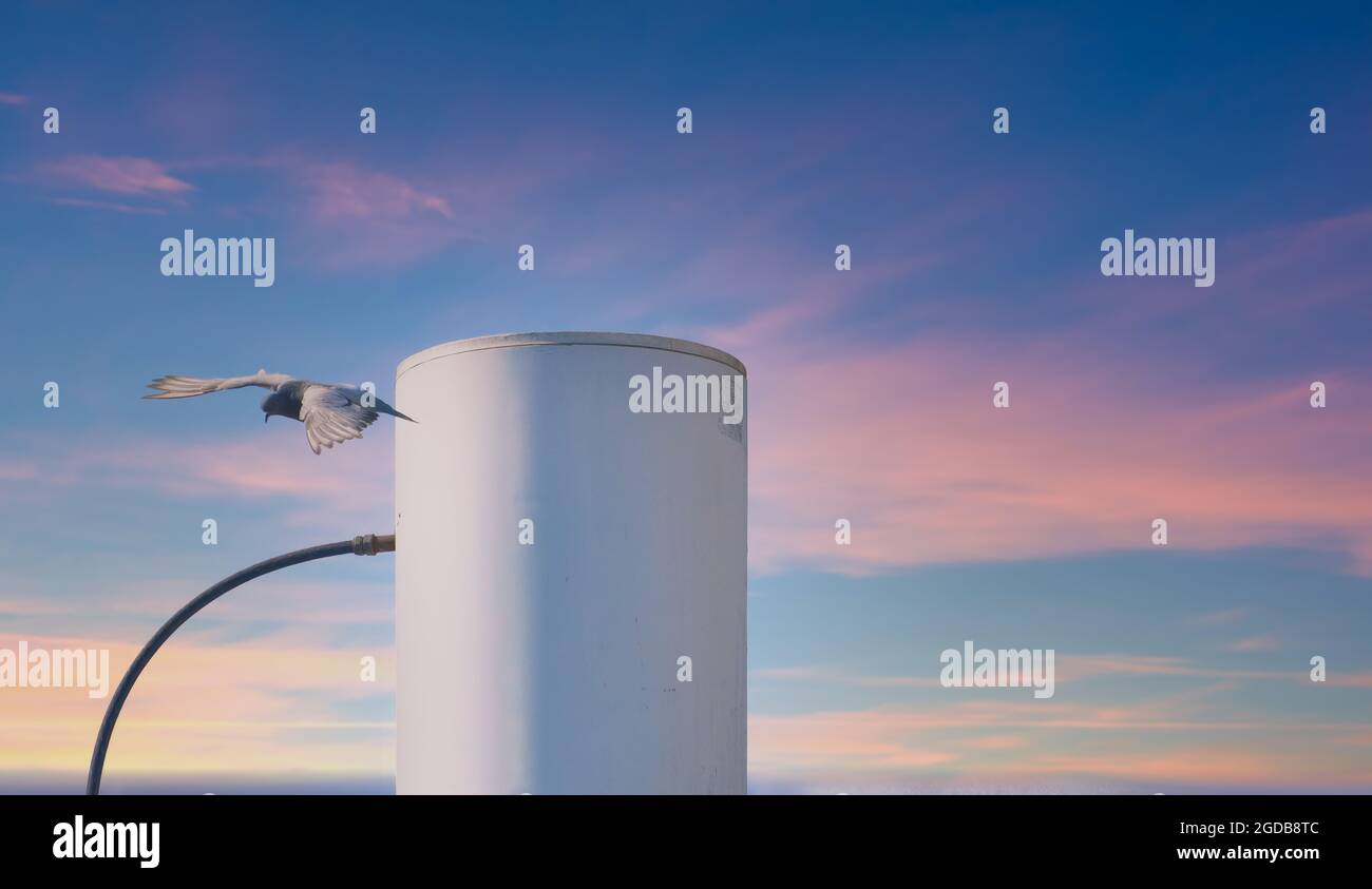 Flying birds over flower hi-res stock photography and images - Alamy