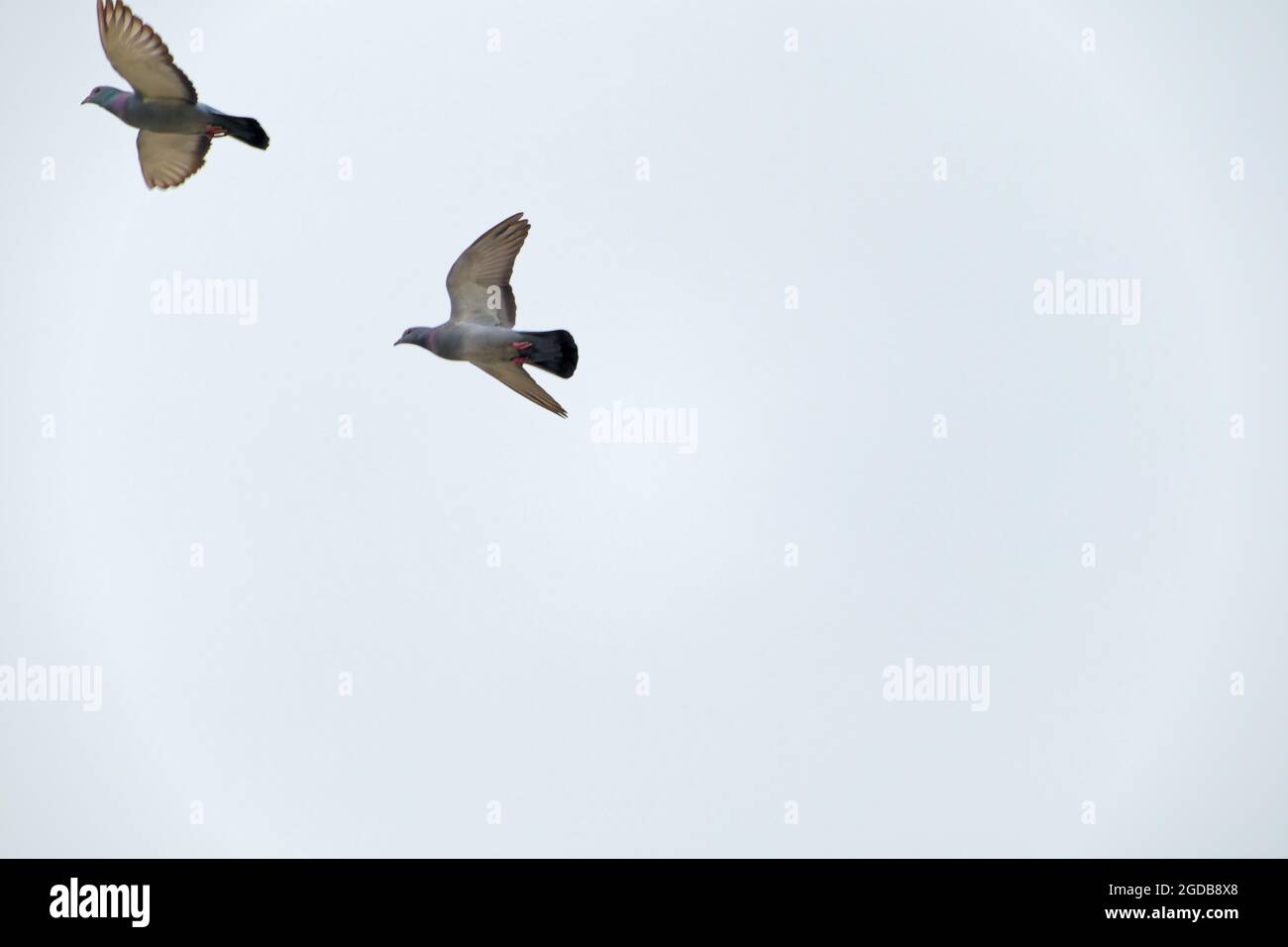 Flying birds over flower hi-res stock photography and images - Alamy