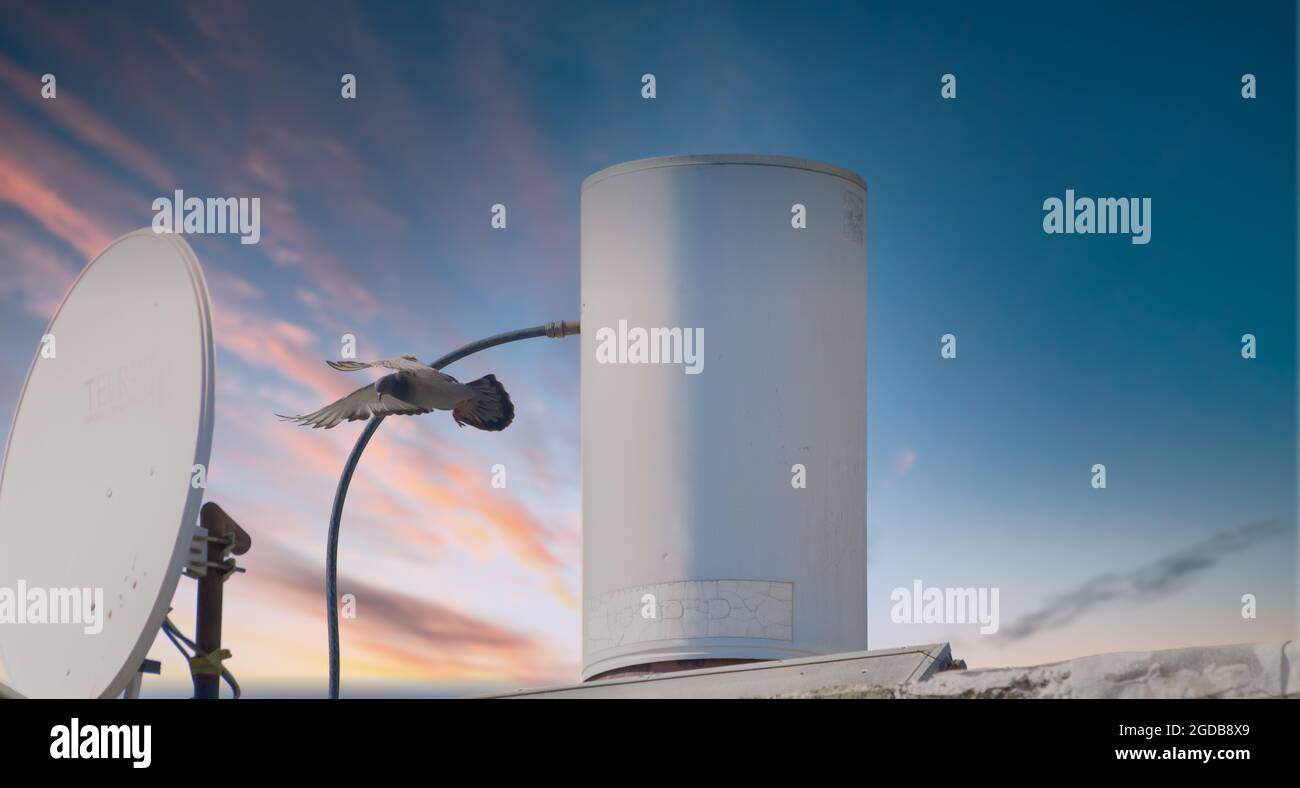 Flying birds over flower hi-res stock photography and images - Alamy