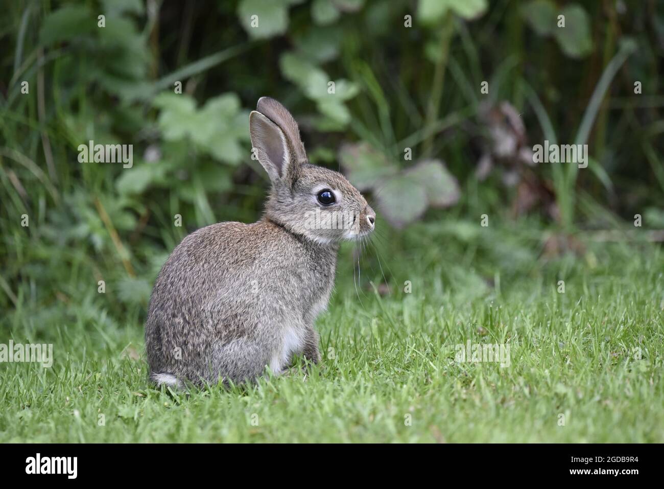 Close-Up Image of a Juvenile Wild Rabbit (Oryctolagus cuniculus) to ...