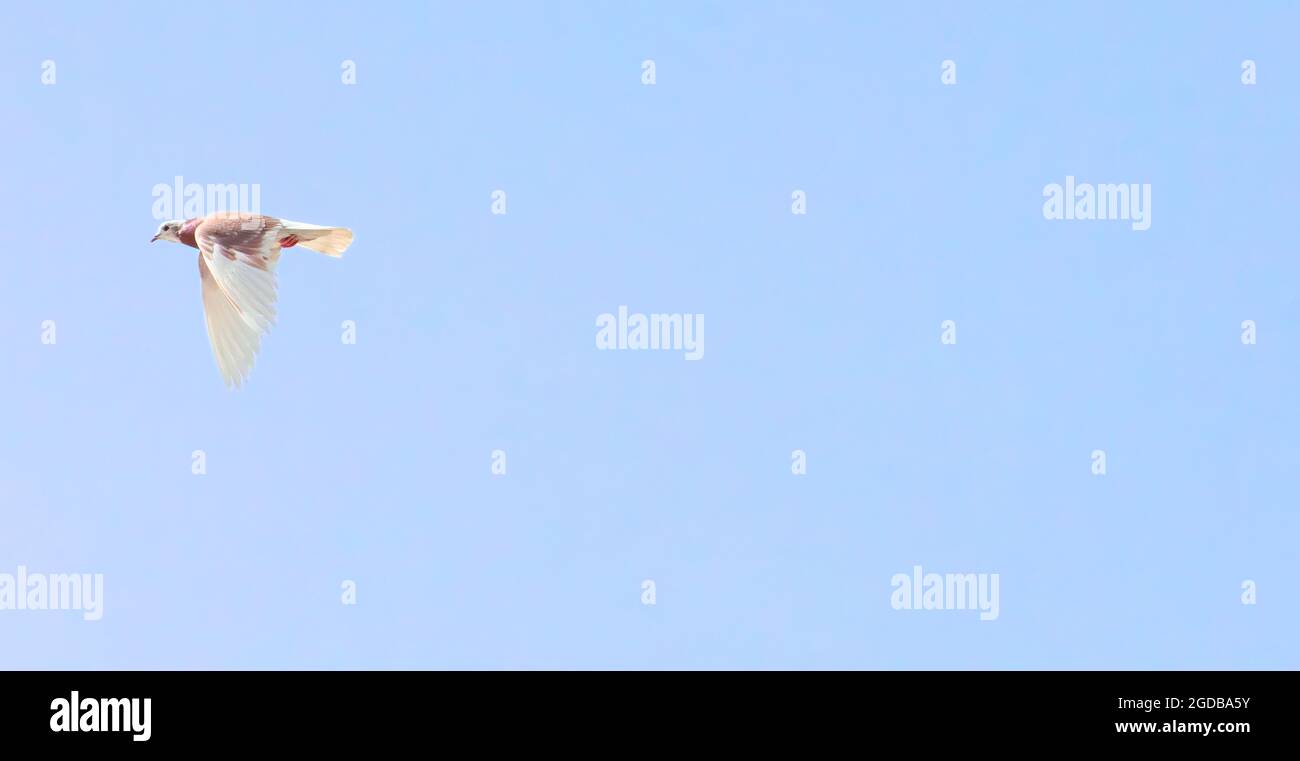 White dove flying blue sky hi-res stock photography and images - Alamy