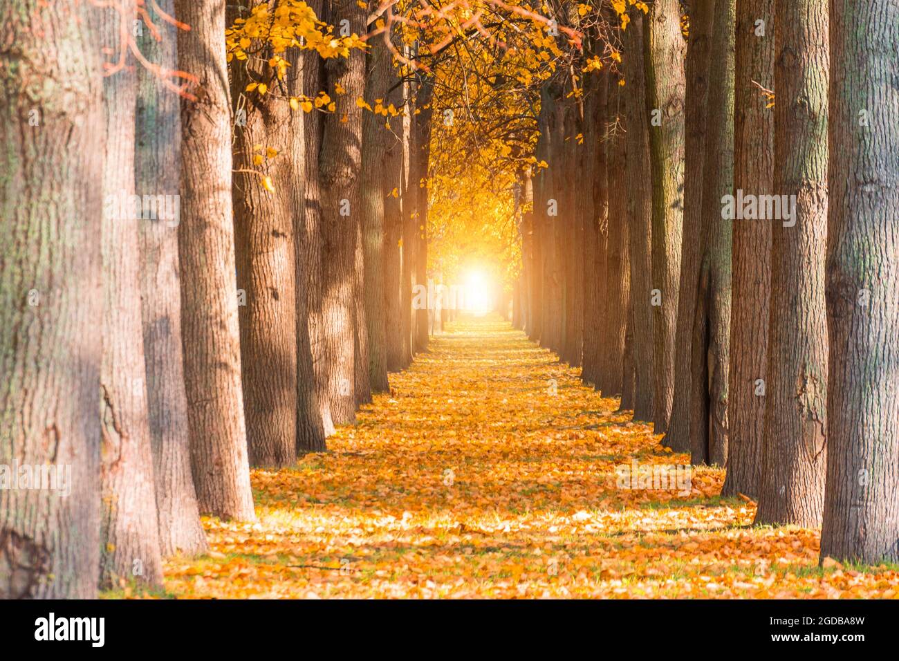 Natural trees tunnels hi-res stock photography and images - Alamy