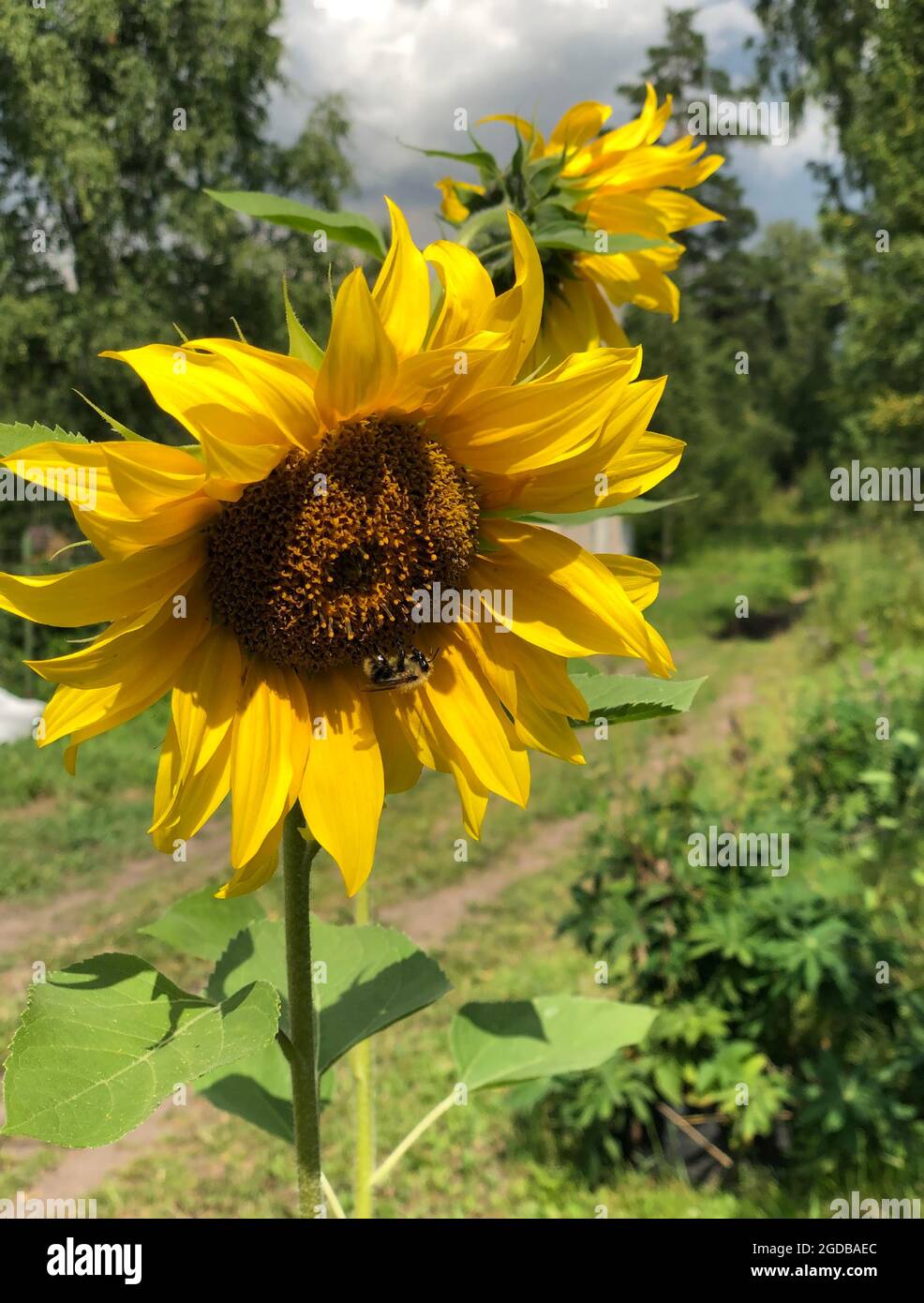 Sunflowers and a bee in bright sunlight Stock Photo - Alamy