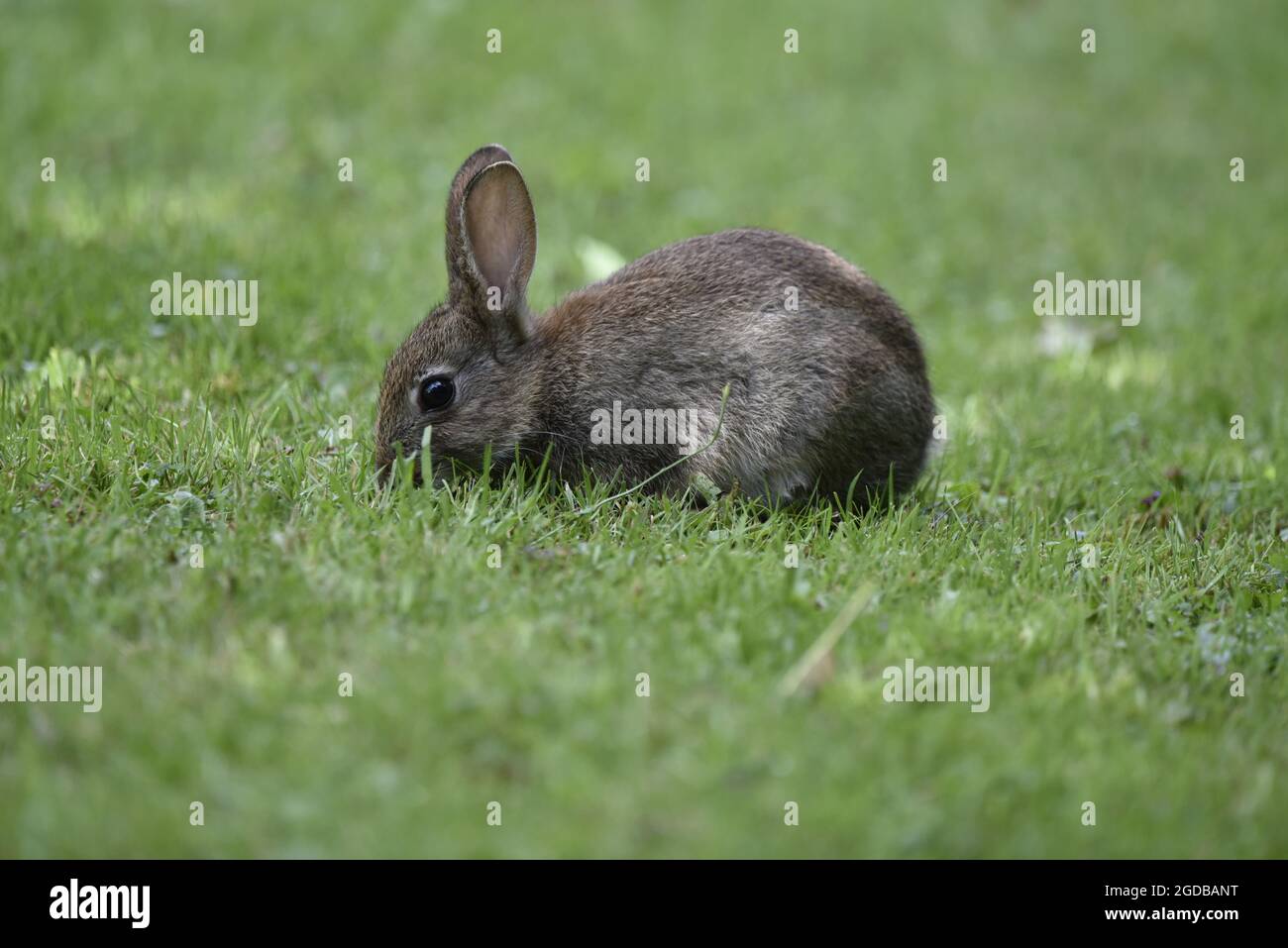 August rabbit young hi-res stock photography and images - Alamy