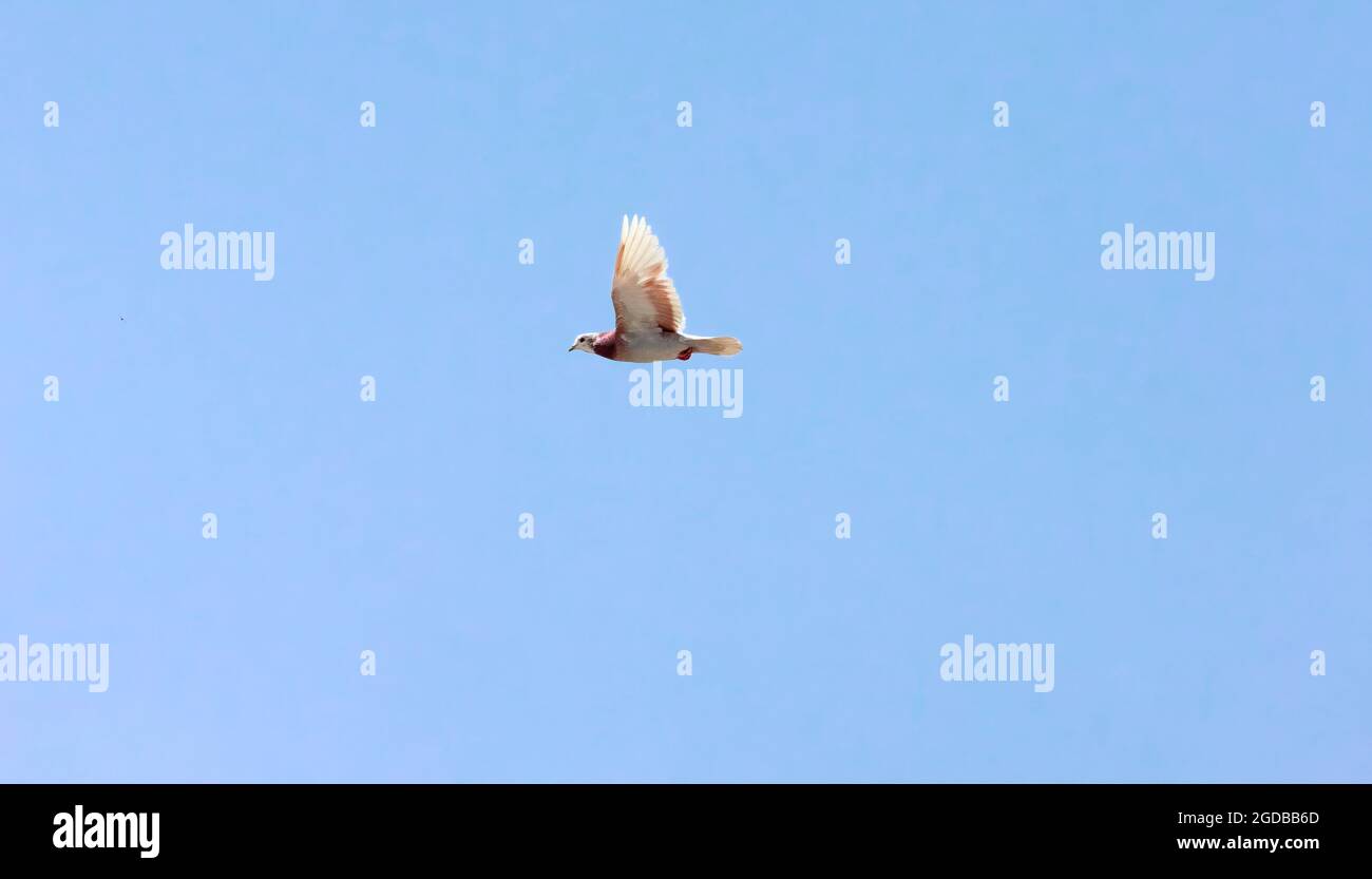 Flying white dove hi-res stock photography and images - Alamy